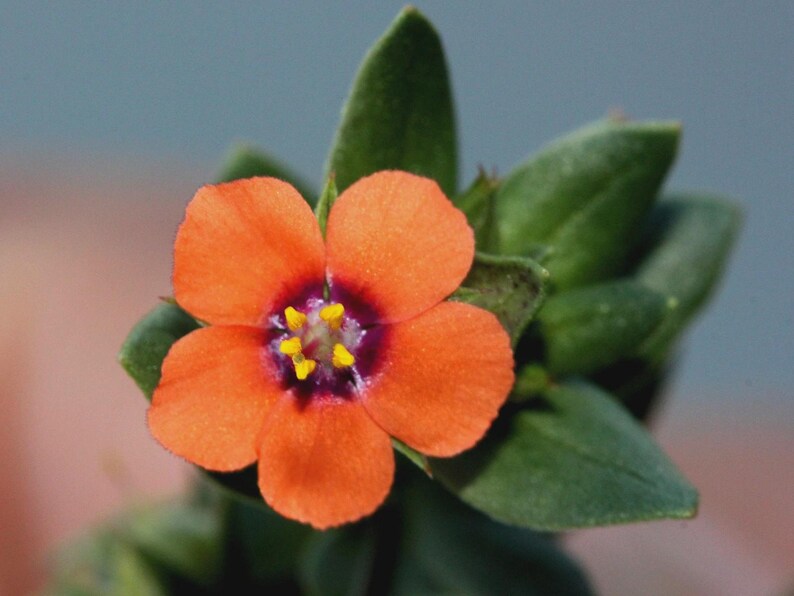 100 Blue Scarlet Pimpernel Seeds, Anagallis Flower, Easy to Grow - Etsy