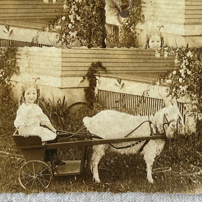 Goat Cart - Etsy