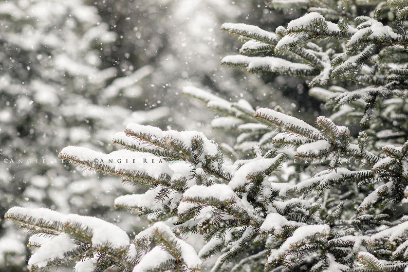 Winter Tree Photograph, Snow Wall Art, Evergreen Trees, Snowy Tree ...