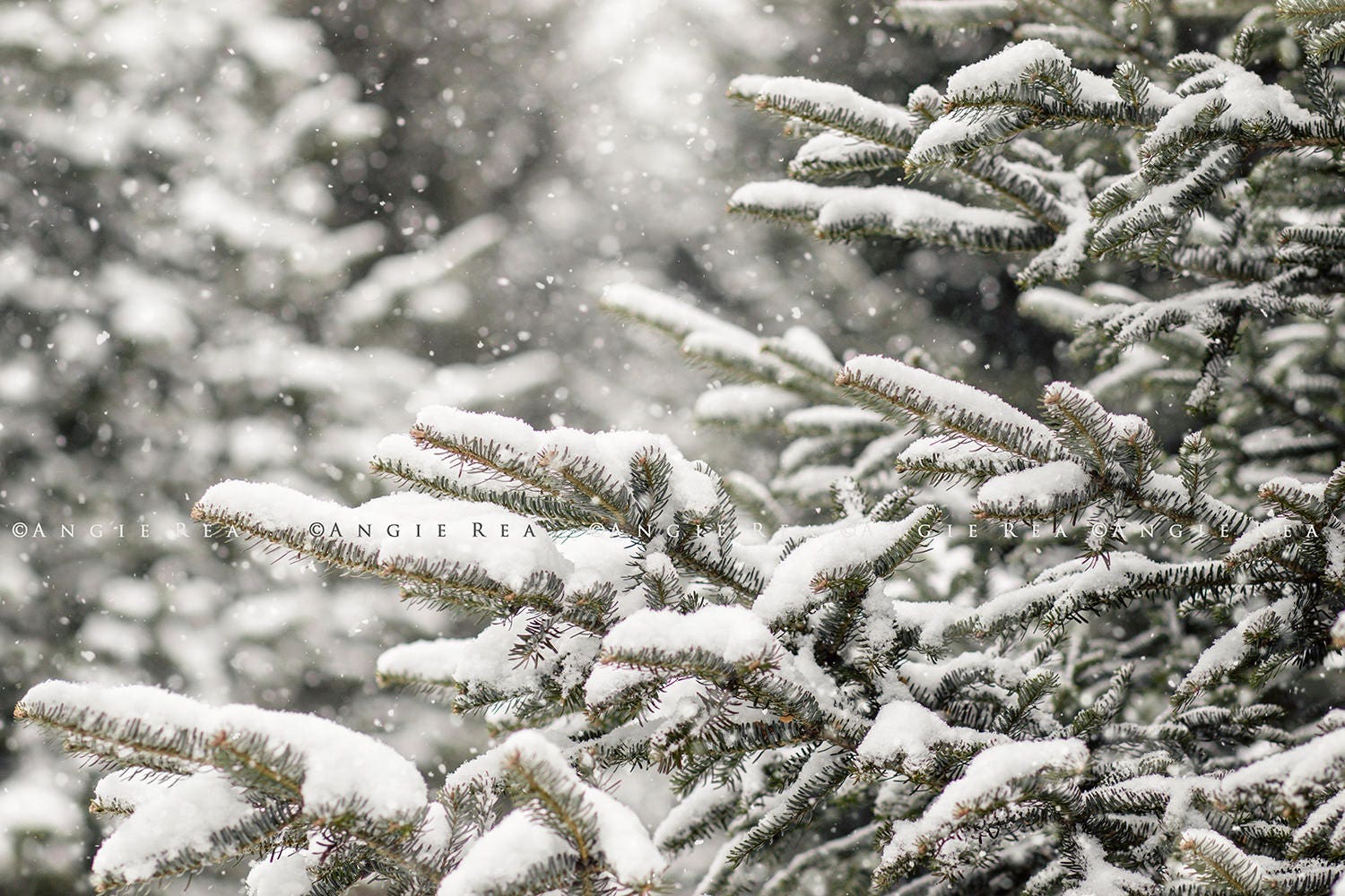 Winter Tree Photograph, Snow Wall Art, Evergreen Trees, Snowy Tree ...