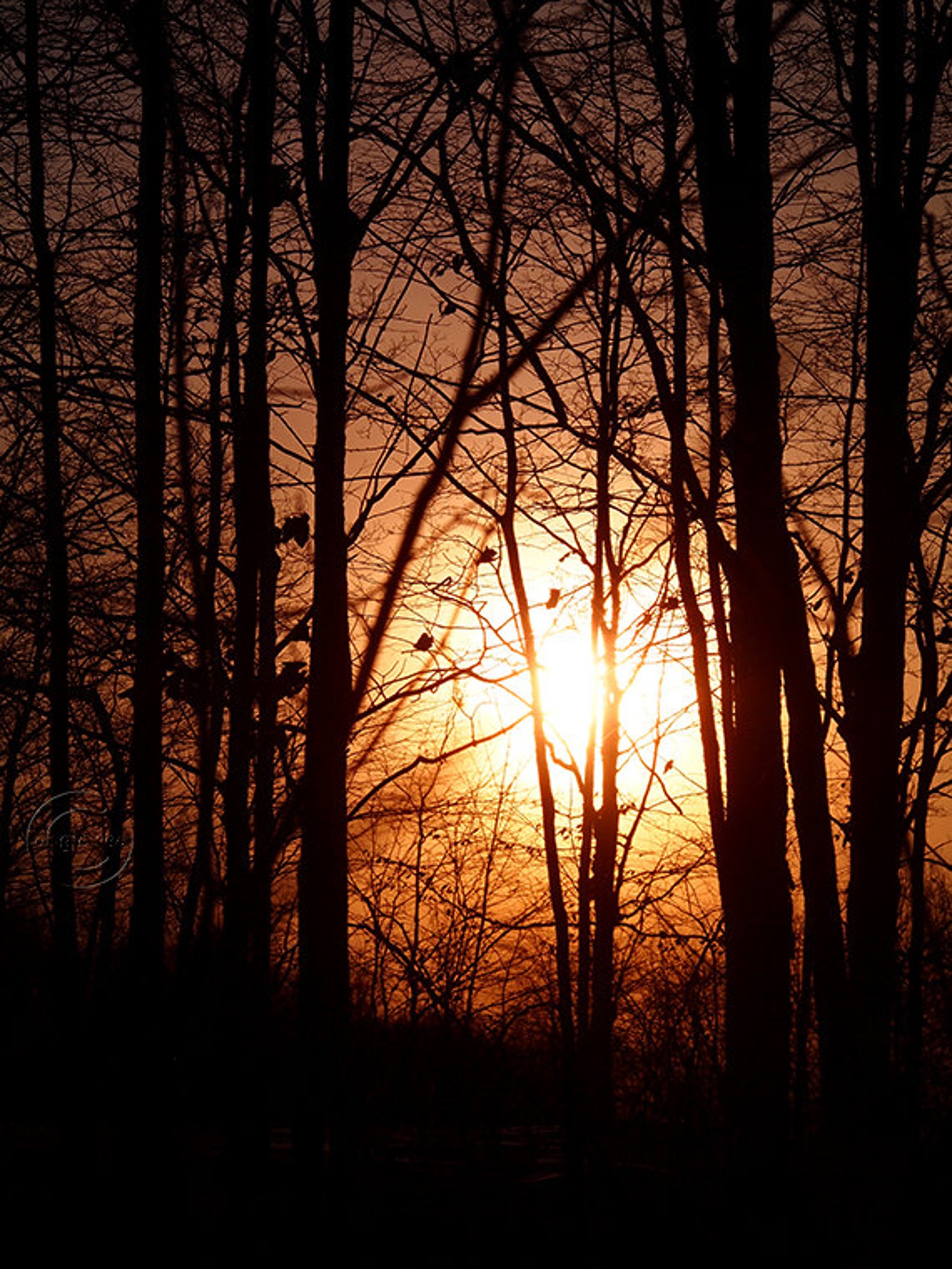 Sunset, Forest Photography, in the Woods at Night, Orange, Yellow, Tree ...