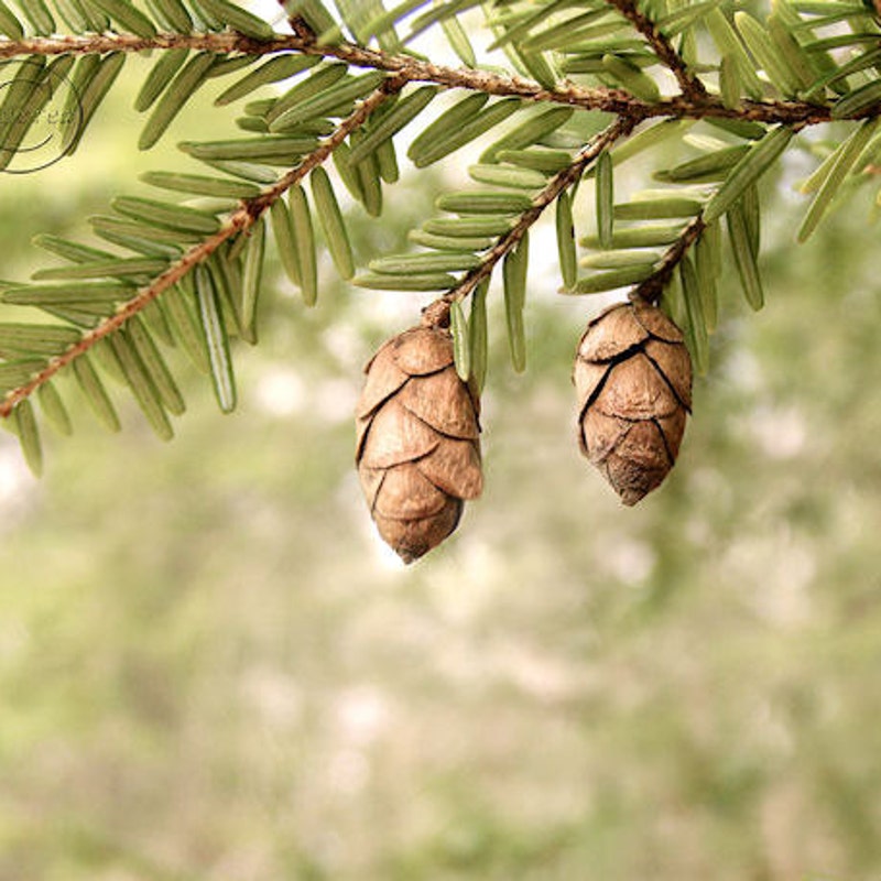 Hemlock Cones - Etsy