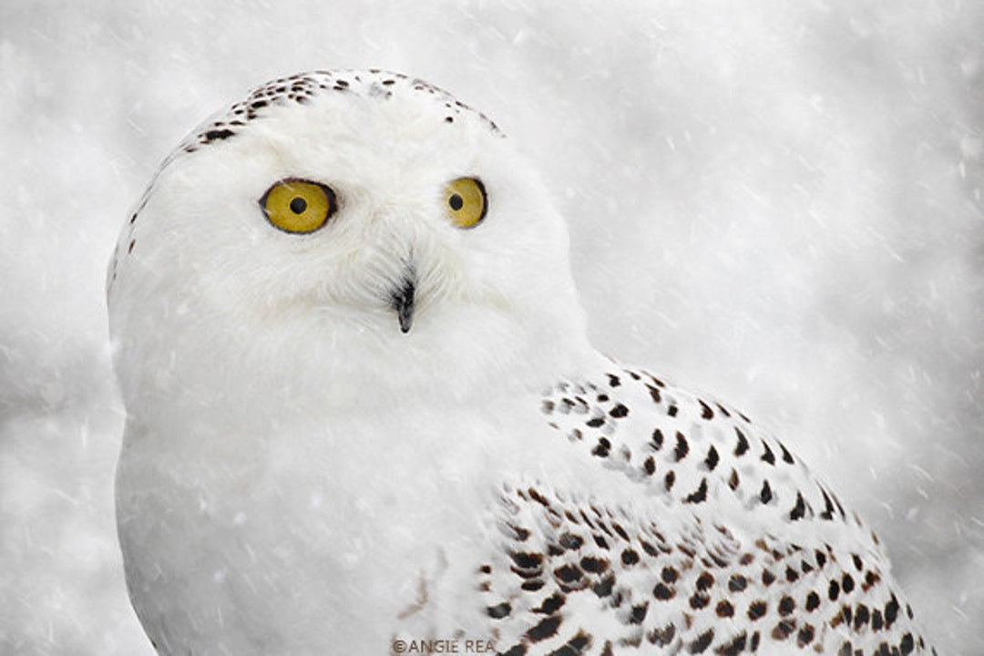 Snowy Owl Fine Art Bird Photography, Home Decor Art Print, Bird Wall ...
