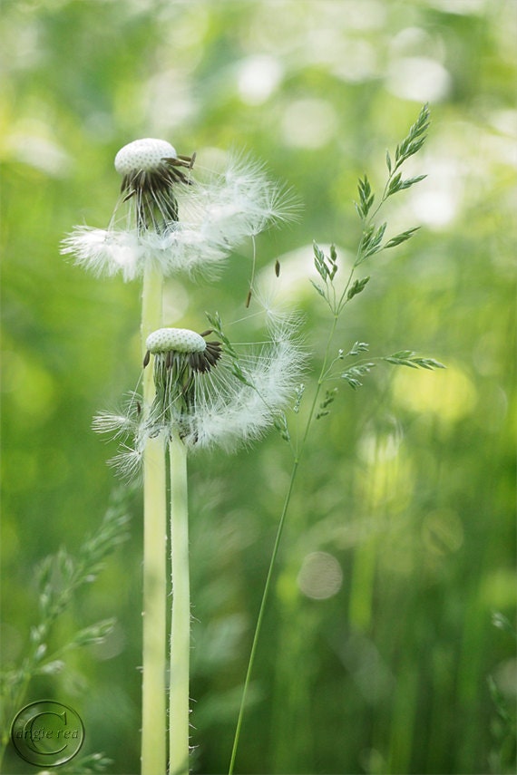 Dandelion Print Photography Floral Decor Forest Flower - Etsy