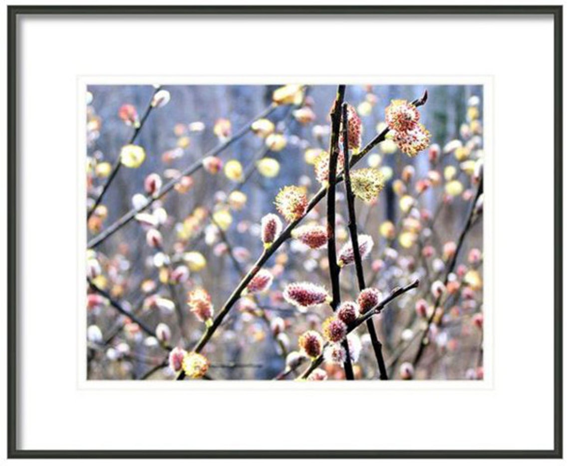 Pussy Willows, Spring Decor, Nature Decor, Spring Art, Blossoms ...