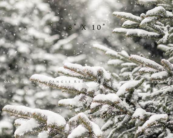 Snowy Tree Wallpaper