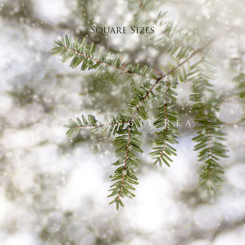 Winter Tree Photograph, Snowy Tree Branch, Hemlock Tree, Snow, Green ...