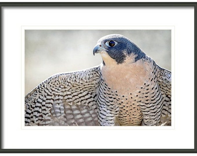 Peregrine Falcon, Bird Photography, Home Cabin and Office Decor, Bird ...