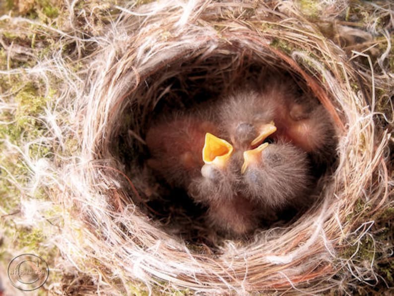 Baby Birds in Nest, Phoebe Babies, Spring Time Bird Print, Spring, Nest ...