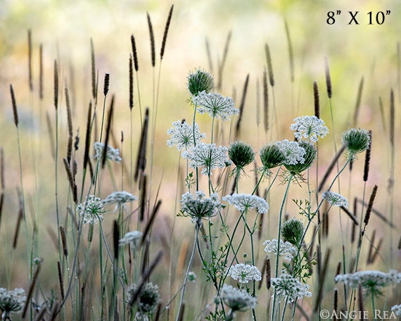 Queen Anne's Lace Field of Flowers Flower Field - Etsy