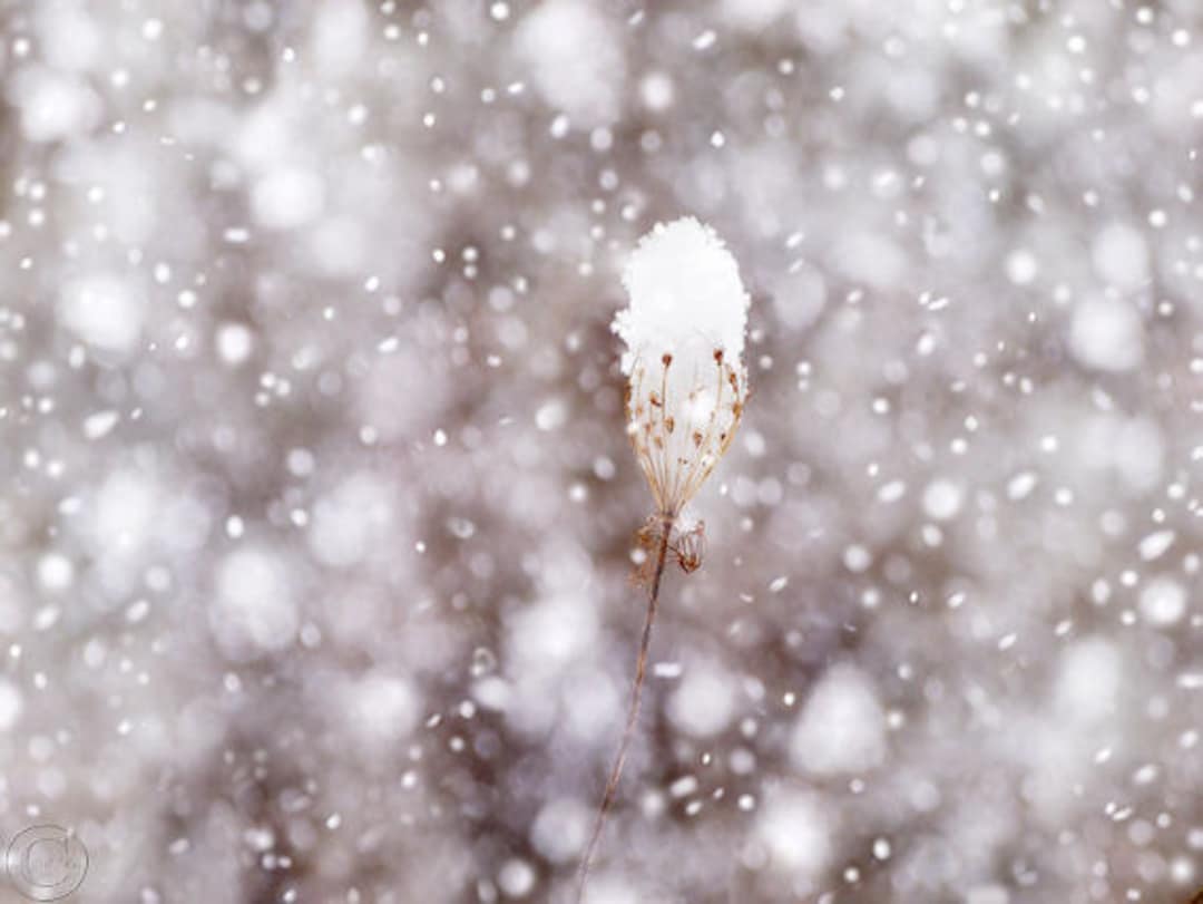 Snowstorm, Queen Anne's Lace, Winter Snow, Soft Falling Snow, Winter ...