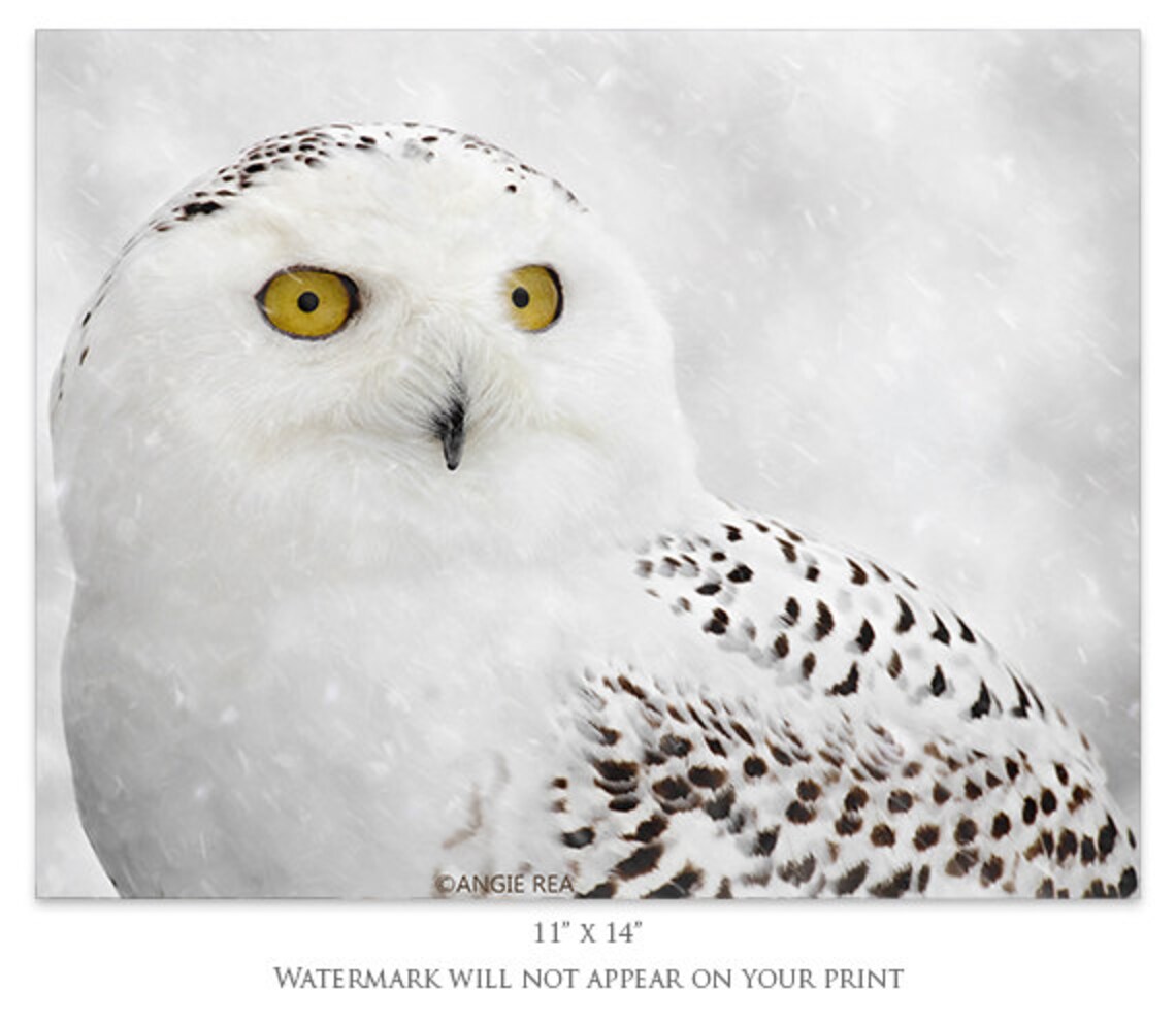 Snowy Owl Fine Art Bird Photography Home Decor Art Print | Etsy