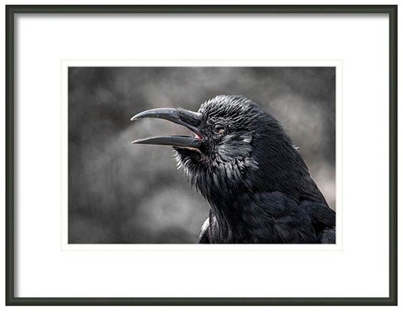 Crow, Bird Print, Crow Photograph, Crow Photos, Home Decor, Black Bird ...