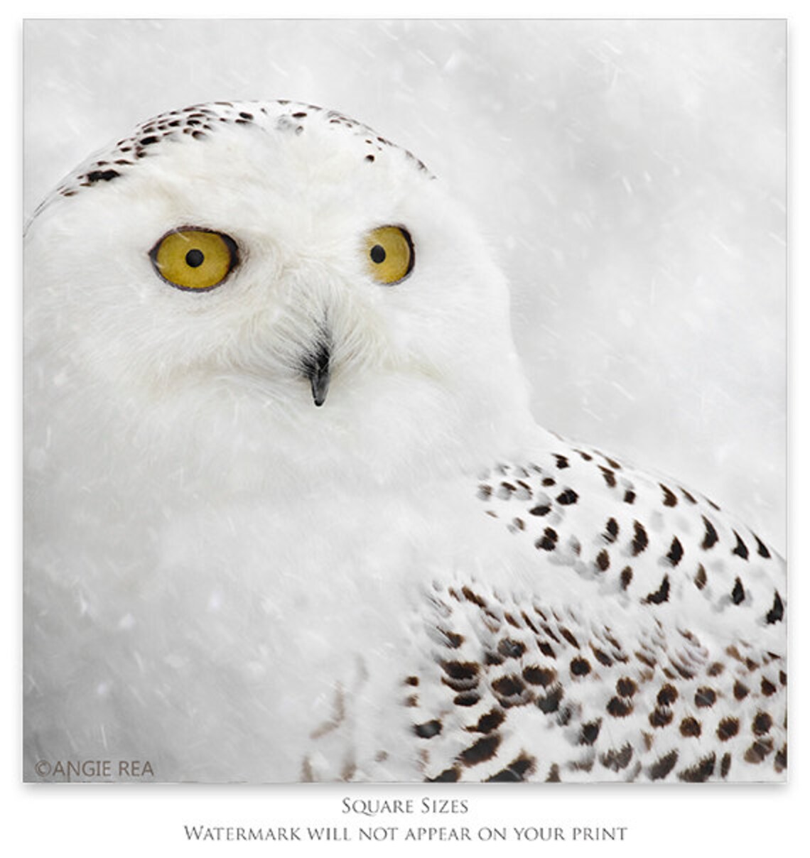 Snowy Owl Fine Art Bird Photography, Home Decor Art Print, Bird Wall ...