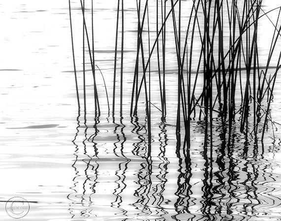 Reeds Black and White Photography Print. Tranquil Decor - Etsy