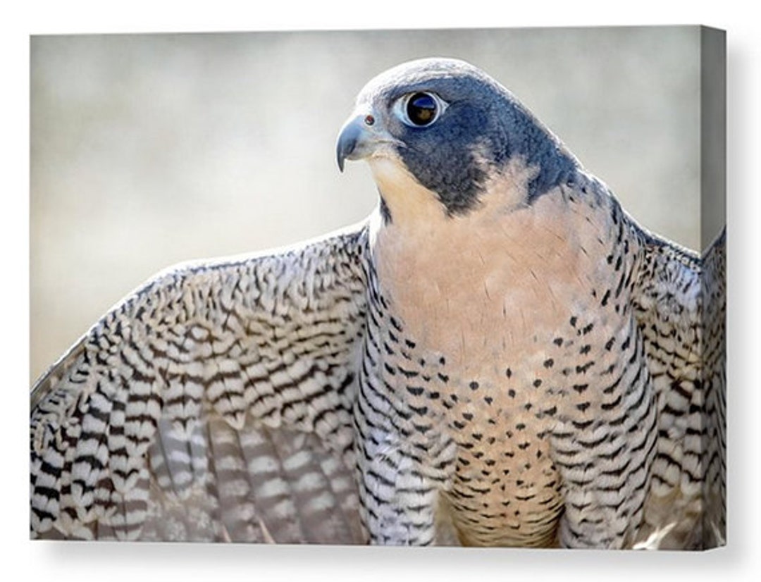 Peregrine Falcon Gallery Wrapped Canvas - Etsy