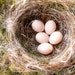 Baby Birds in Nest, Phoebe Babies, Spring Time Bird Print, Spring, Nest ...