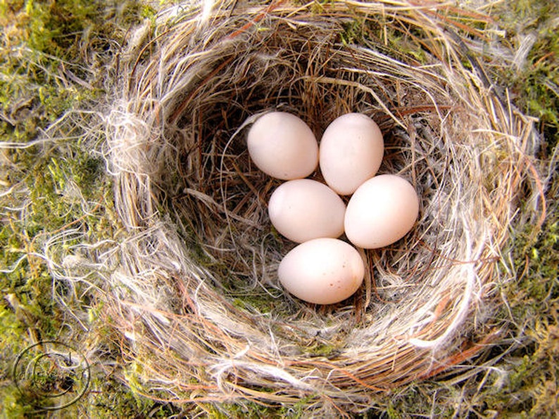 Baby Birds in Nest, Phoebe Babies, Spring Time Bird Print, Spring, Nest ...