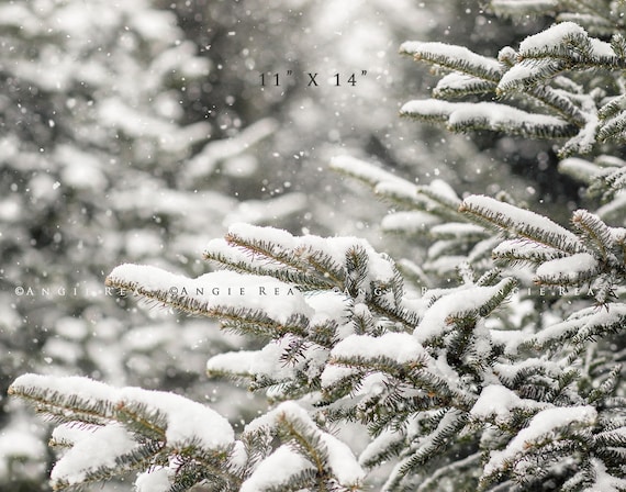 Christmas Trees With Snow