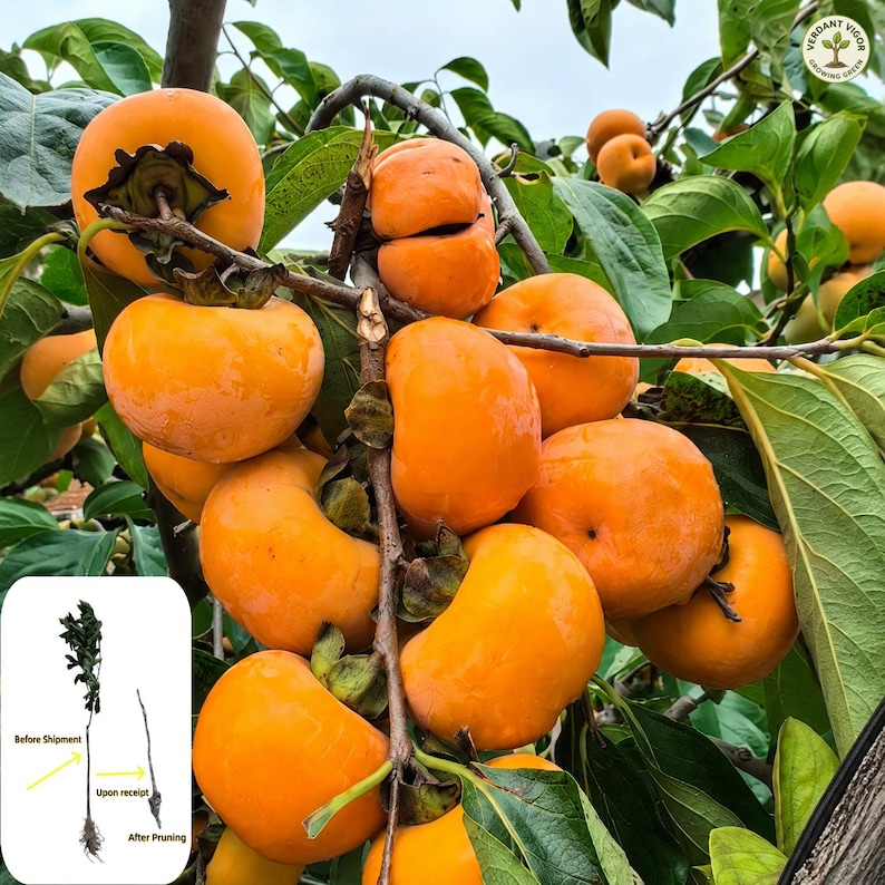 Fire Crystal Persimmon Tree Sapling | Live Bare Root Fruit Plant, Sweet ...