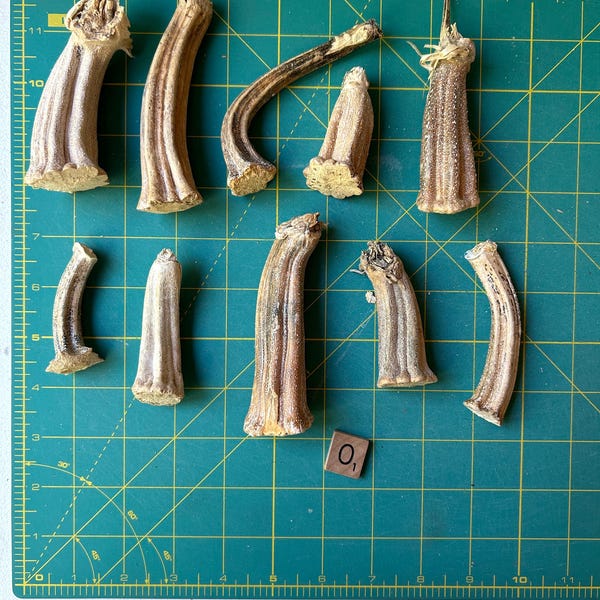 Pumpkin Stems - Etsy