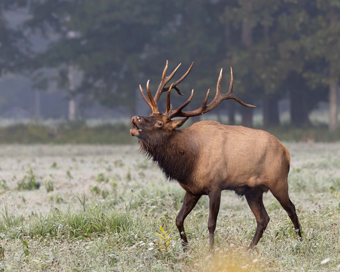 Elk Photograph Morning Bugle Photo Photographic Print Metal Print - Etsy