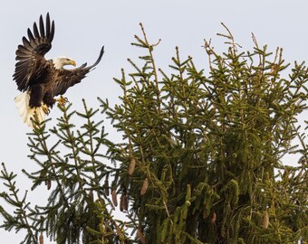 Eagle Tree Topper - Etsy