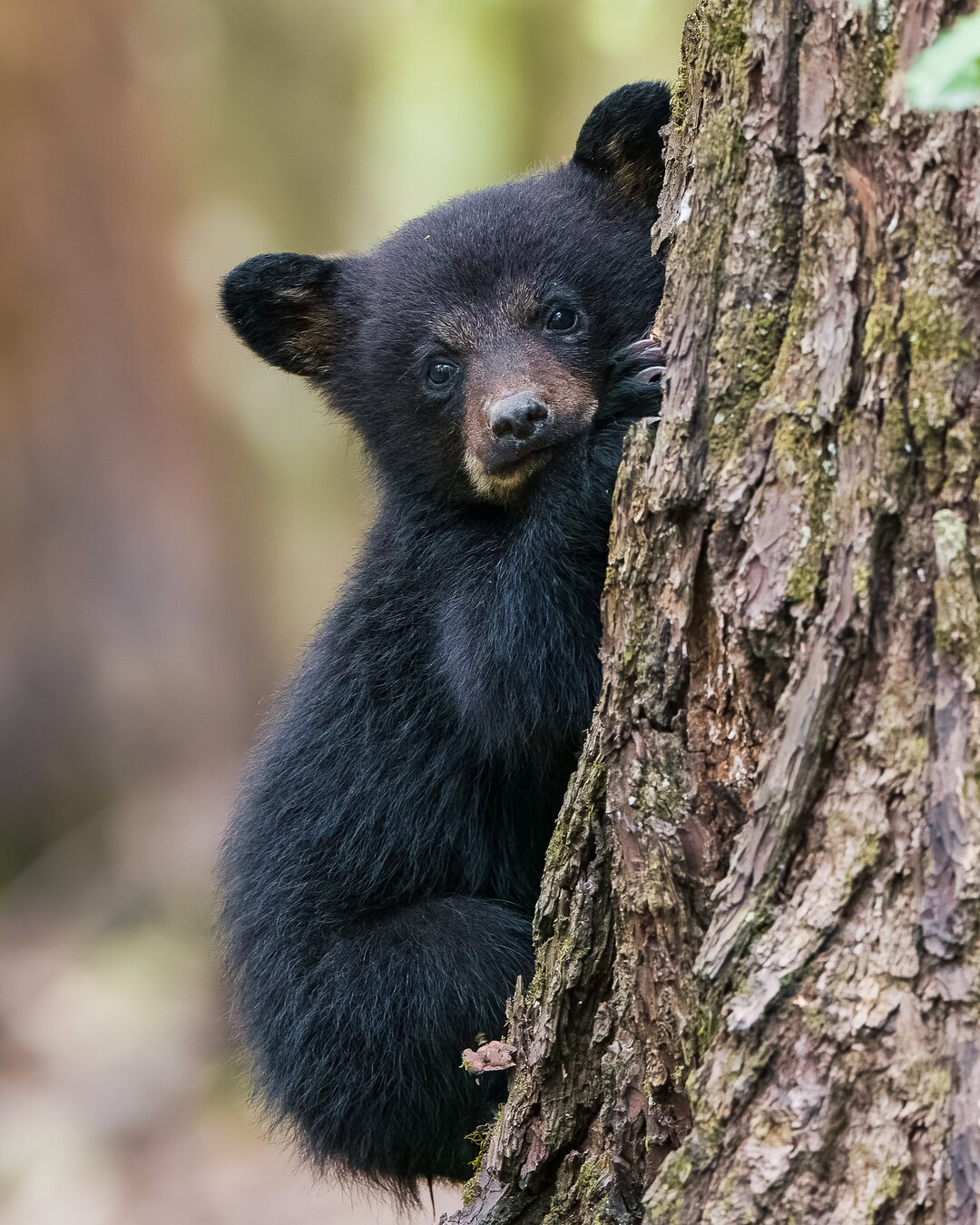 Baby Bear Cub Photograph Great Smoky Mountains Photo Cades Cove ...