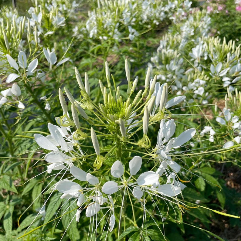 White Queen Spider Flower Seeds, Cleome Spinosa Perennial Blooms, Bee ...
