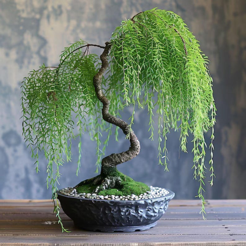 Bonsai Dwarf Weeping Willow Tree, Thick Trunk Cutting Indoor and ...