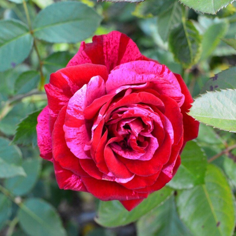 Double Red Rose Seeds, Perennial Shrub Garden Blooms - Etsy