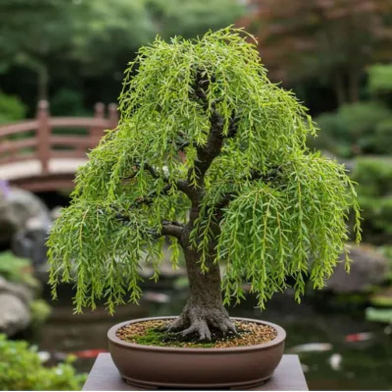Bonsai Dwarf Weeping Willow Tree, Thick Trunk Cutting Indoor and ...