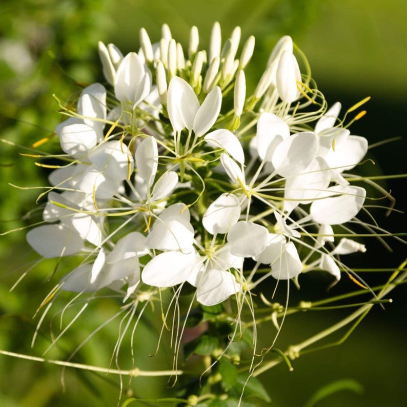 White Queen Spider Flower Seeds, Cleome Spinosa Perennial Blooms, Bee ...