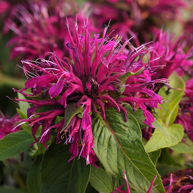 100 graines de mélisse et de monarde pour colibris, papillons et ...