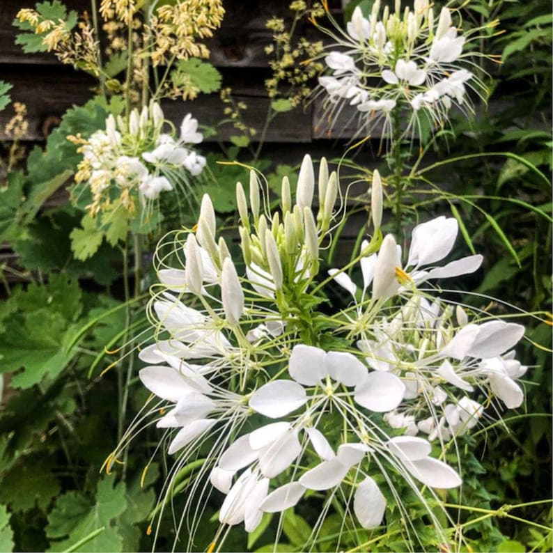 White Queen Spider Flower Seeds, Cleome Spinosa Perennial Blooms, Bee ...