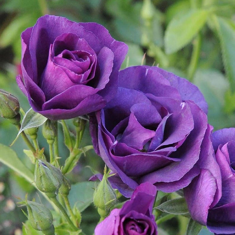 Dark Purple Rose Seeds, Perennial Shrub, Exotic Garden Blooms - Etsy