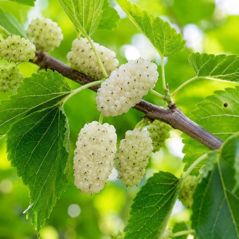 White Mulberry Tree, Morus Alba, Sweet Edible Fruit Plant - Etsy