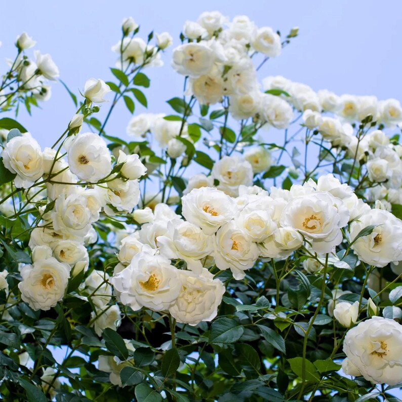 Double White Rose Seeds, Perennial Flower Bush, Elegant Garden Blooms ...