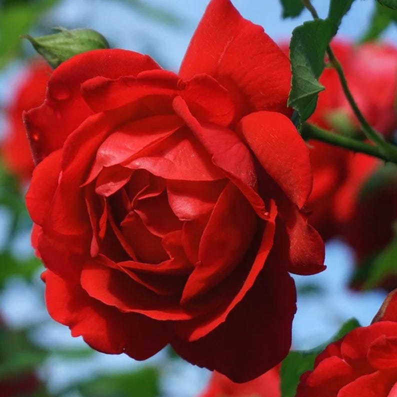 Double Red Rose Seeds, Perennial Shrub Garden Blooms - Etsy