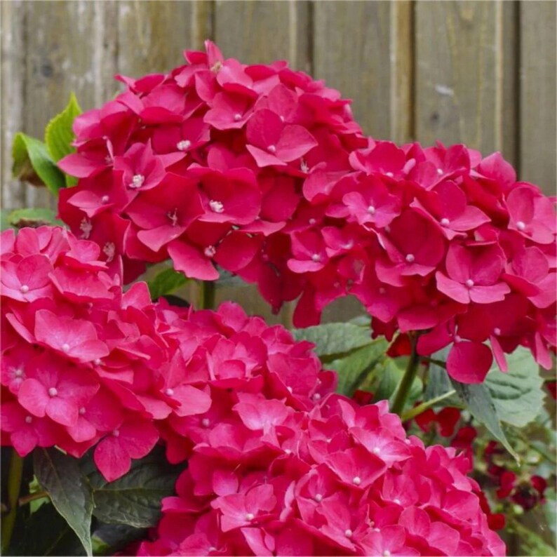 Red Hydrangea Seeds, Hardy Perennial Garden Shrub, Vibrant Blooms - Etsy