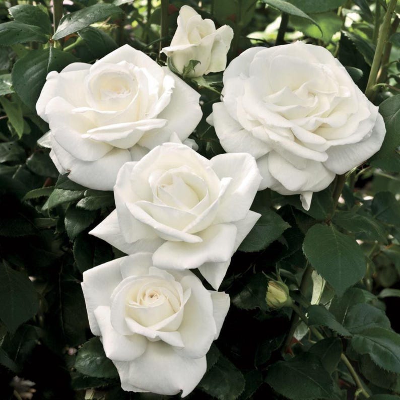 Double White Rose Seeds, Perennial Flower Bush, Elegant Garden Blooms ...