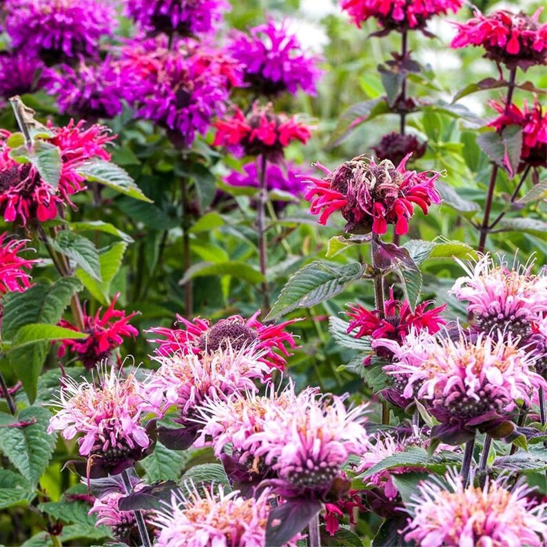 100 graines de mélisse et de monarde pour colibris, papillons et ...