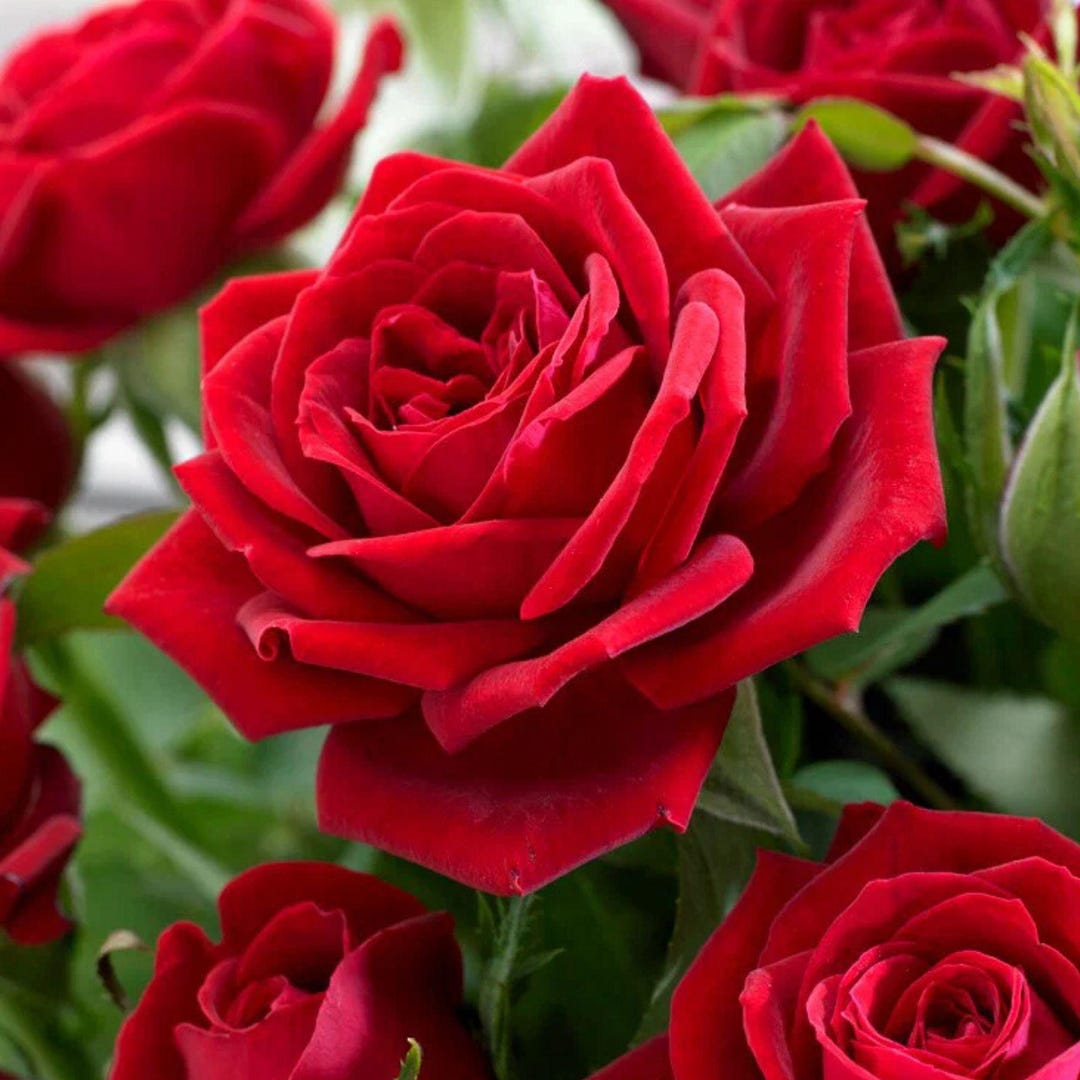Double Red Rose Seeds, Perennial Shrub Garden Blooms - Etsy