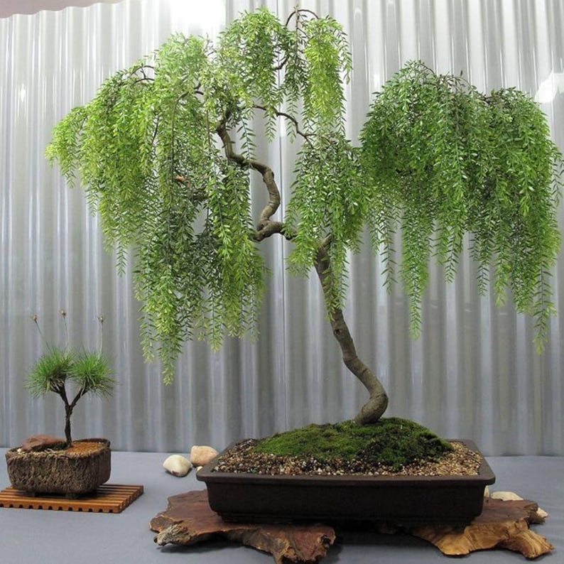 Bonsai Dwarf Weeping Willow Tree, Thick Trunk Cutting Indoor and ...