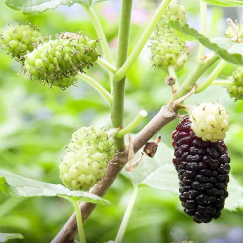 White Mulberry Tree, Morus Alba, Sweet Edible Fruit Plant - Etsy