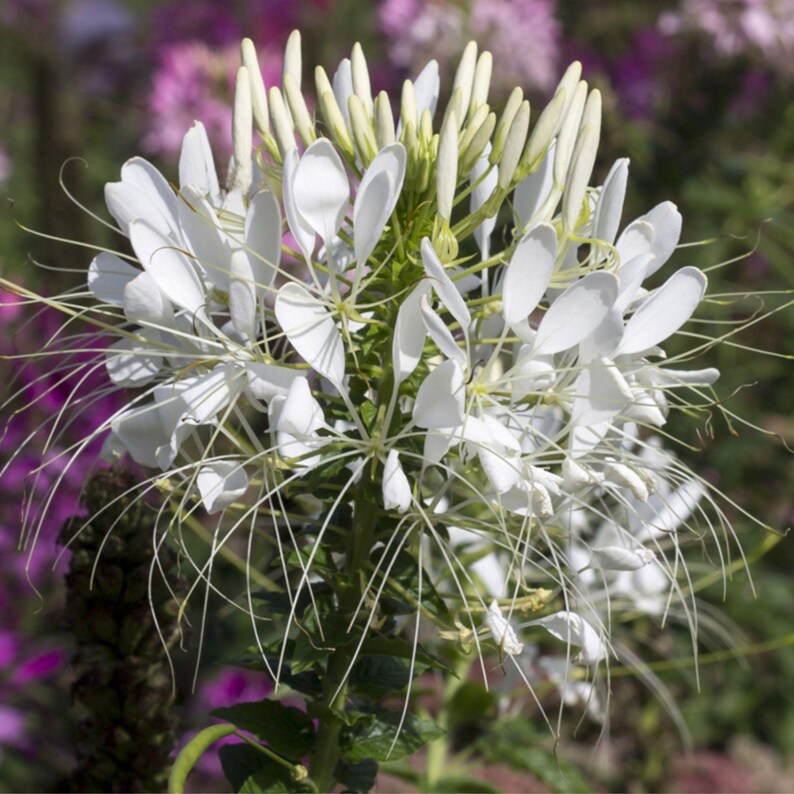 White Queen Spider Flower Seeds, Cleome Spinosa Perennial Blooms, Bee ...