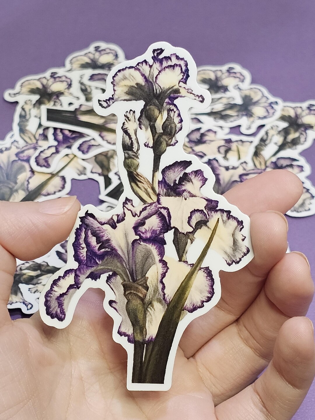 4 Inch Bearded Iris Rare Quality Schreiner's Iris Vinyl Sticker, for ...