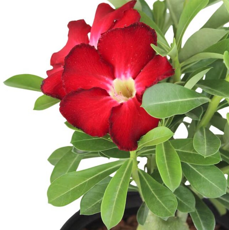 Red Desert Rose Plant Live for Planting, Adenium Obesum Plant, Vibrant ...