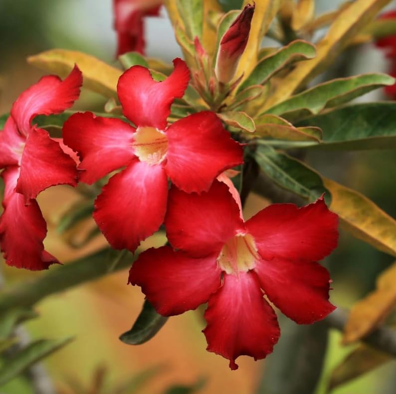 Red Desert Rose Plant Live for Planting, Adenium Obesum Plant, Vibrant ...