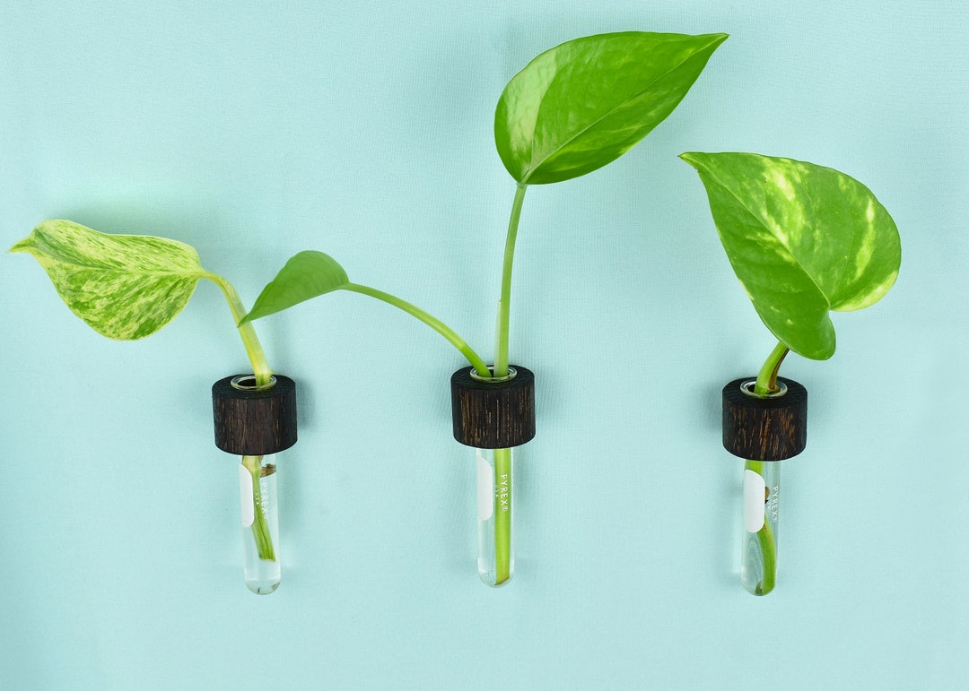 Magnetic Plant Propagation Station With Glass Test Tubes - Wood ...